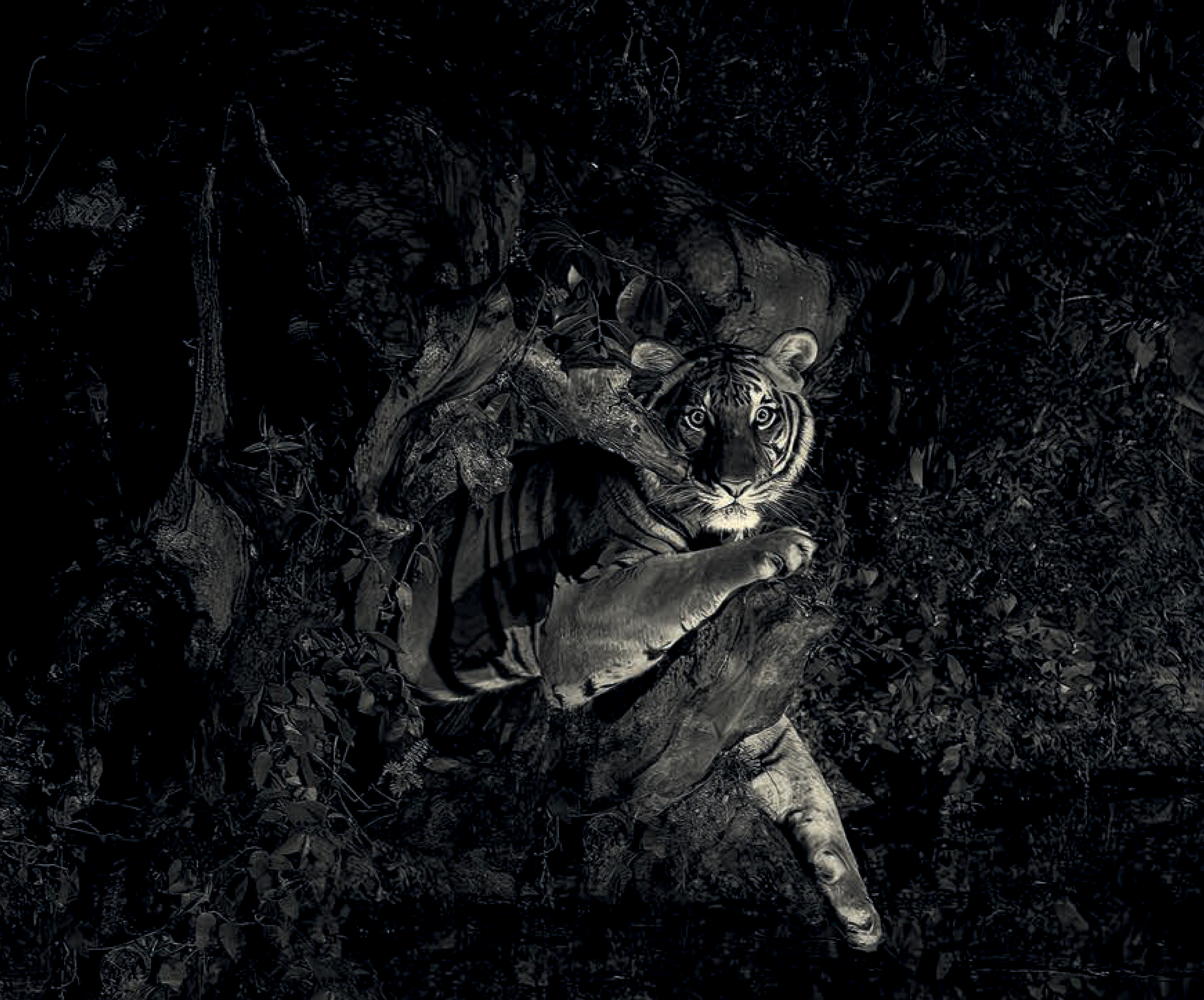 The Datai Langkawi's Online Auction in Support of The Datai Pledge